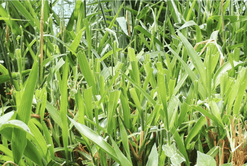Unión Agronegocios lanza el pasto Cayman | AGRONOMIA