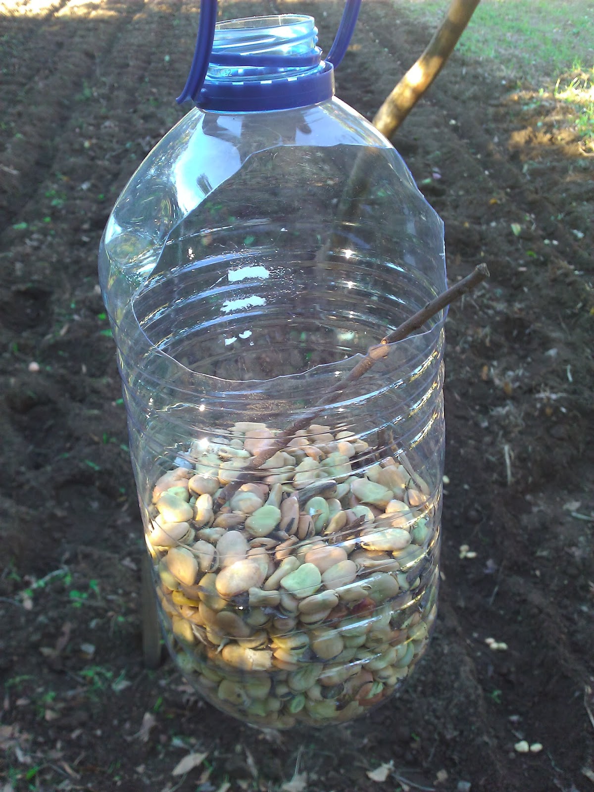 El ingeniero y el abuelo: ES TIEMPO DE SEMBRAR HABAS