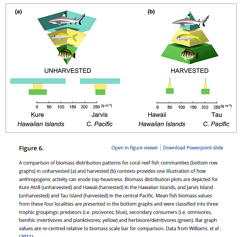 The Best Shark Dive in the World!: Inverted Trophic Pyramids - Paper!