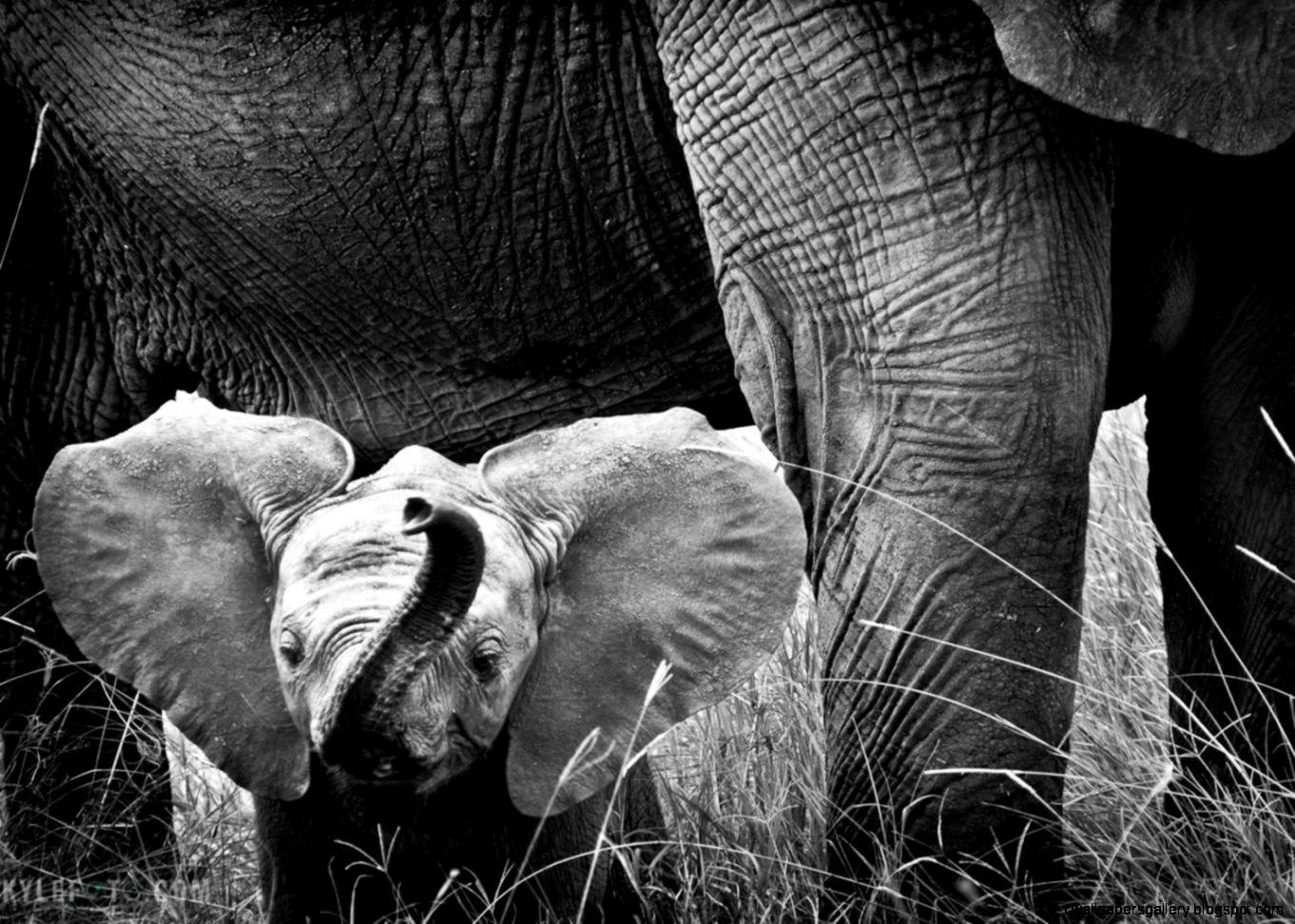 Baby Elephant Wallpaper Black And White | Wallpapers Gallery