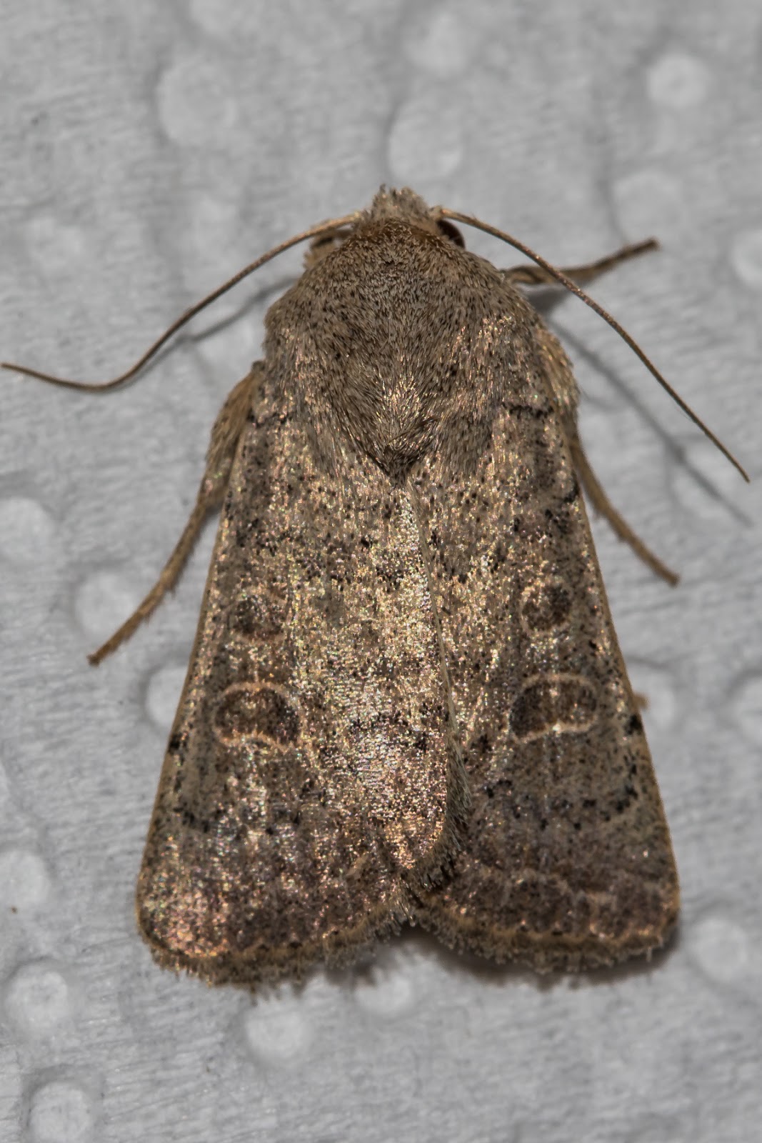 Butterflies, Dragonflies, Moths & other Insects: Vine's Rustic Moth