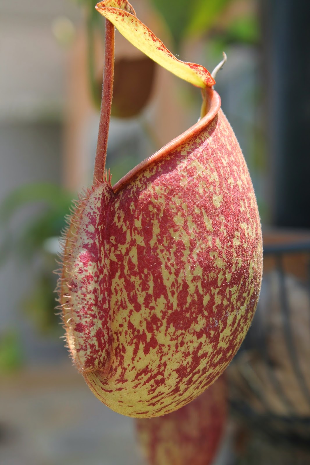 Thailand place to visit: Tropical Pitcher Plants | About BTS Bangkok ...