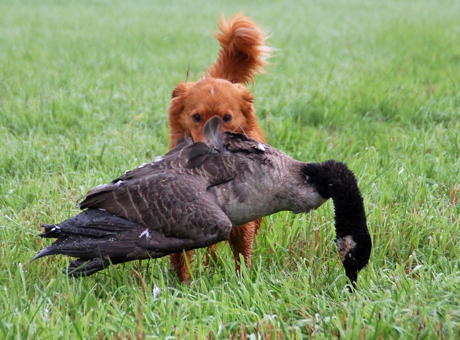 Mina Tollare: Underbara älskade lilla hund!
