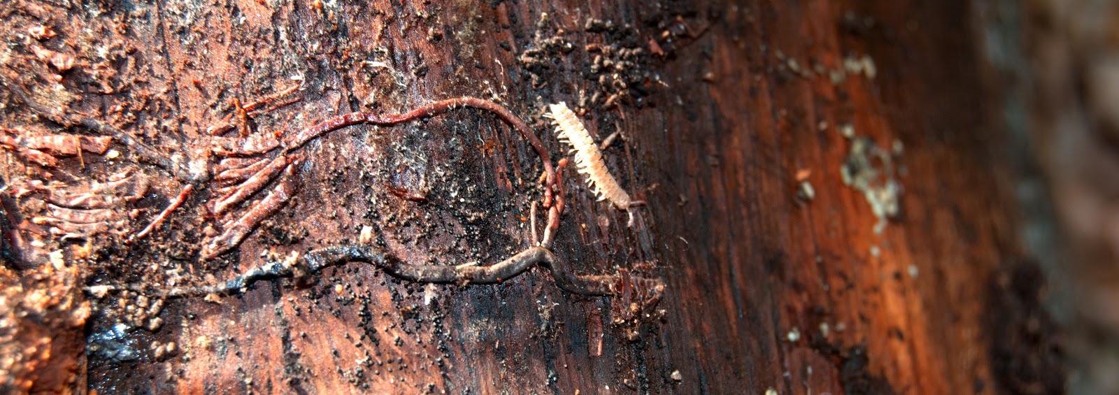 Nature Blog by Alexandra: Creepy Crawly INSECTS in a Log Pile.......