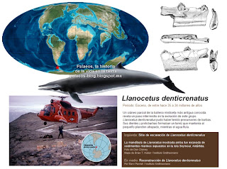 Palaeos, la historia de la Vida en la Tierra: Notas cortas: ballenas ...