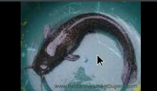 catfish farming, feed production and fries hatchery infomation ...