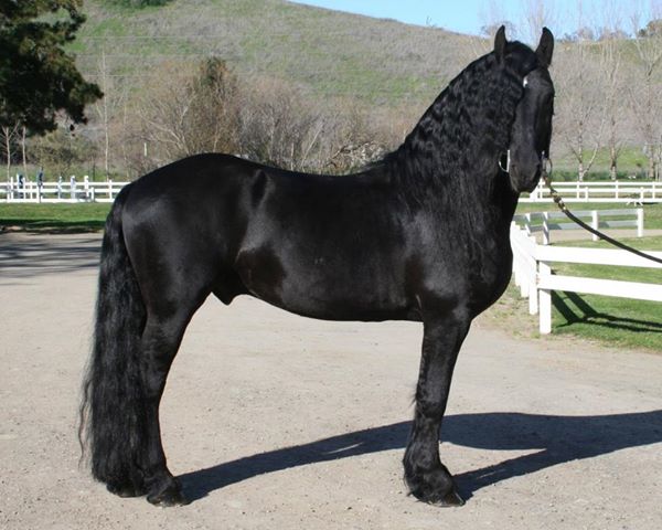 Cavalos Exóticos / Exotic Horses: Frísio (Friesian)