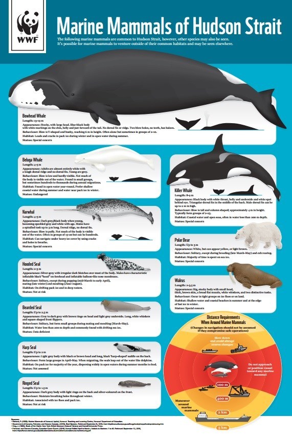 New WWF Guide Helps Ships Avoid Vulnerable Arctic Species ~ LoupDargent ...