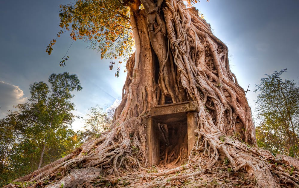 Real Monstrosities: Strangler Fig