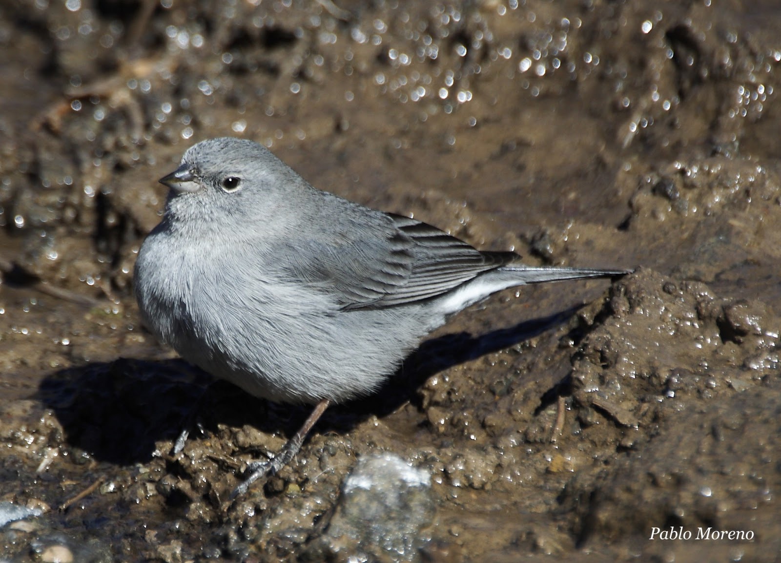 Aves de Mendoza: Yal plomizo(Geospizopsis unicolor)