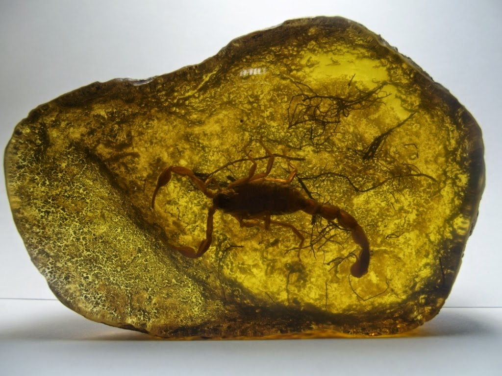 Fosil Mani Gajah Palsu dari Getah Damar - NAQSDNA.com