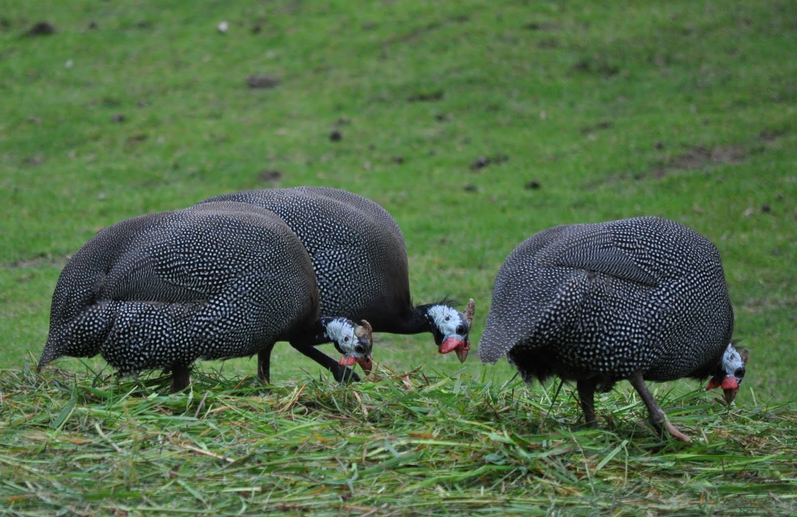 ZOOTOGRAFIANDO (5.836 ANIMALS): PINTADA COMÚN / HELMETED GUINEAFOWL ...