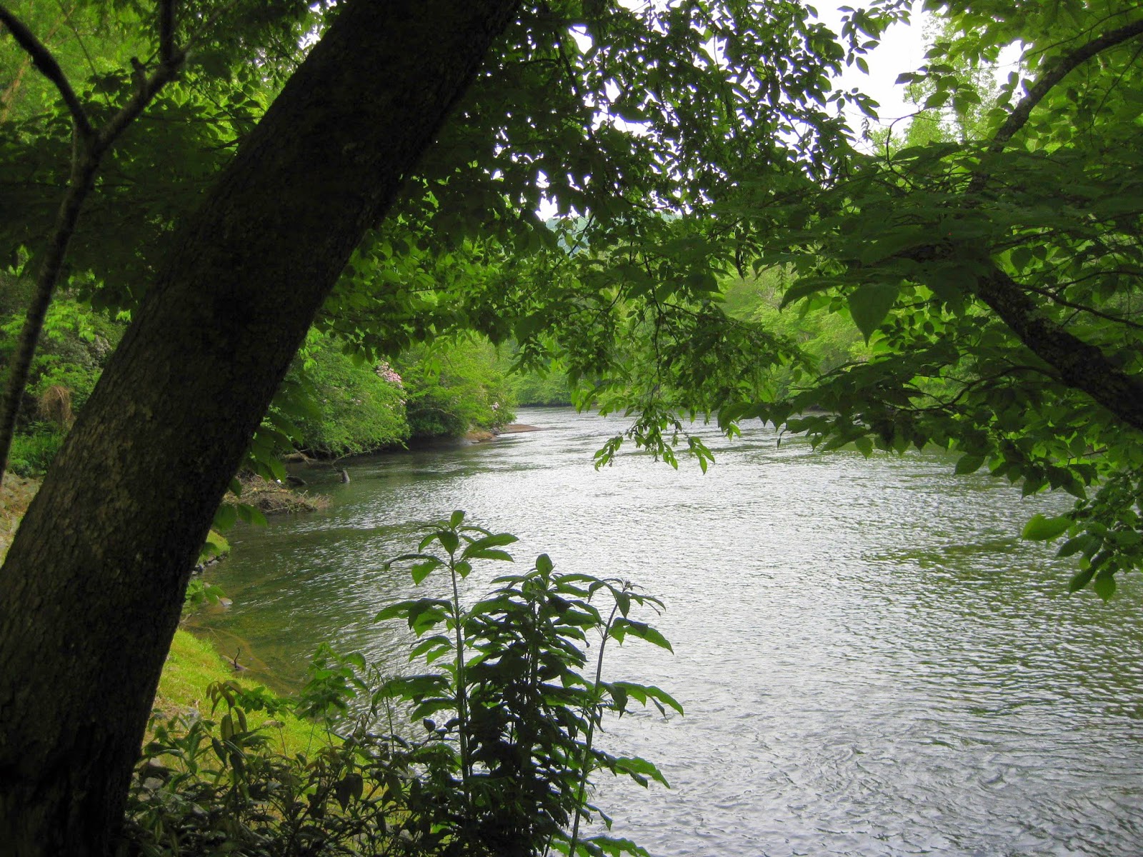 Good things happened: The river, pink flowering tree and bent signal tree