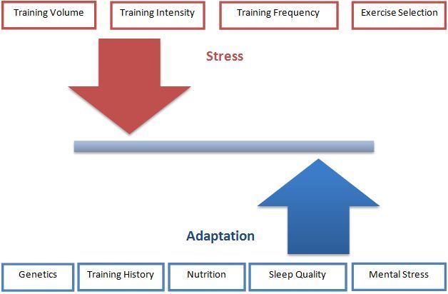 Stuart Stress Adaptation Model ~ Nursing Path
