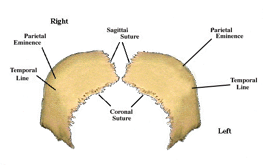 Medicina Para Todos: huesos de la cabeza generalidades