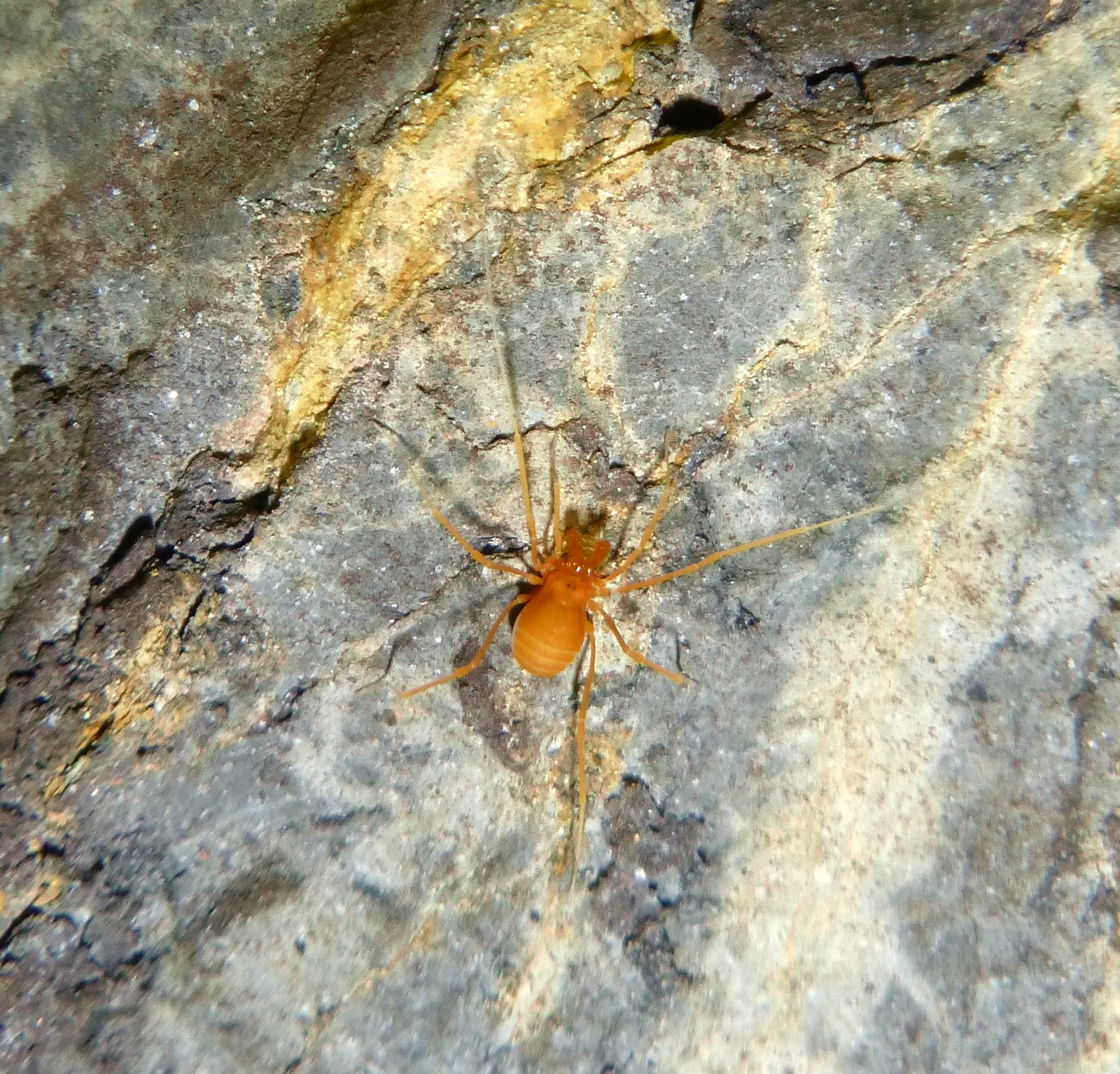 Desert Survivor: February Roundup