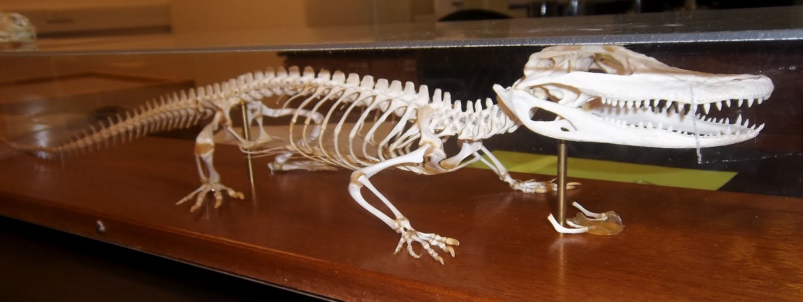 Biology of the Reptilia: Lab 3: Crocodylia (Dan Paluh & Sean Harrington)