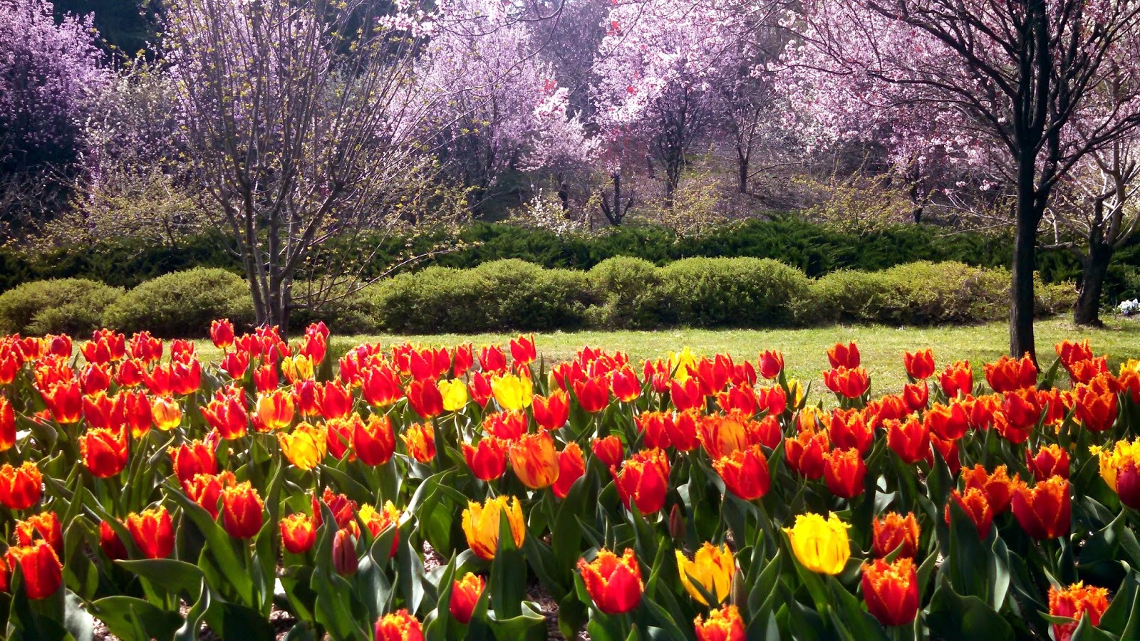 Cherry Blossoms Tulip Top Garden Canberra Australia