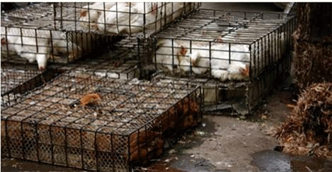 USDA to Allow Chickens From U.S. to Be Shipped to China for Processing ...