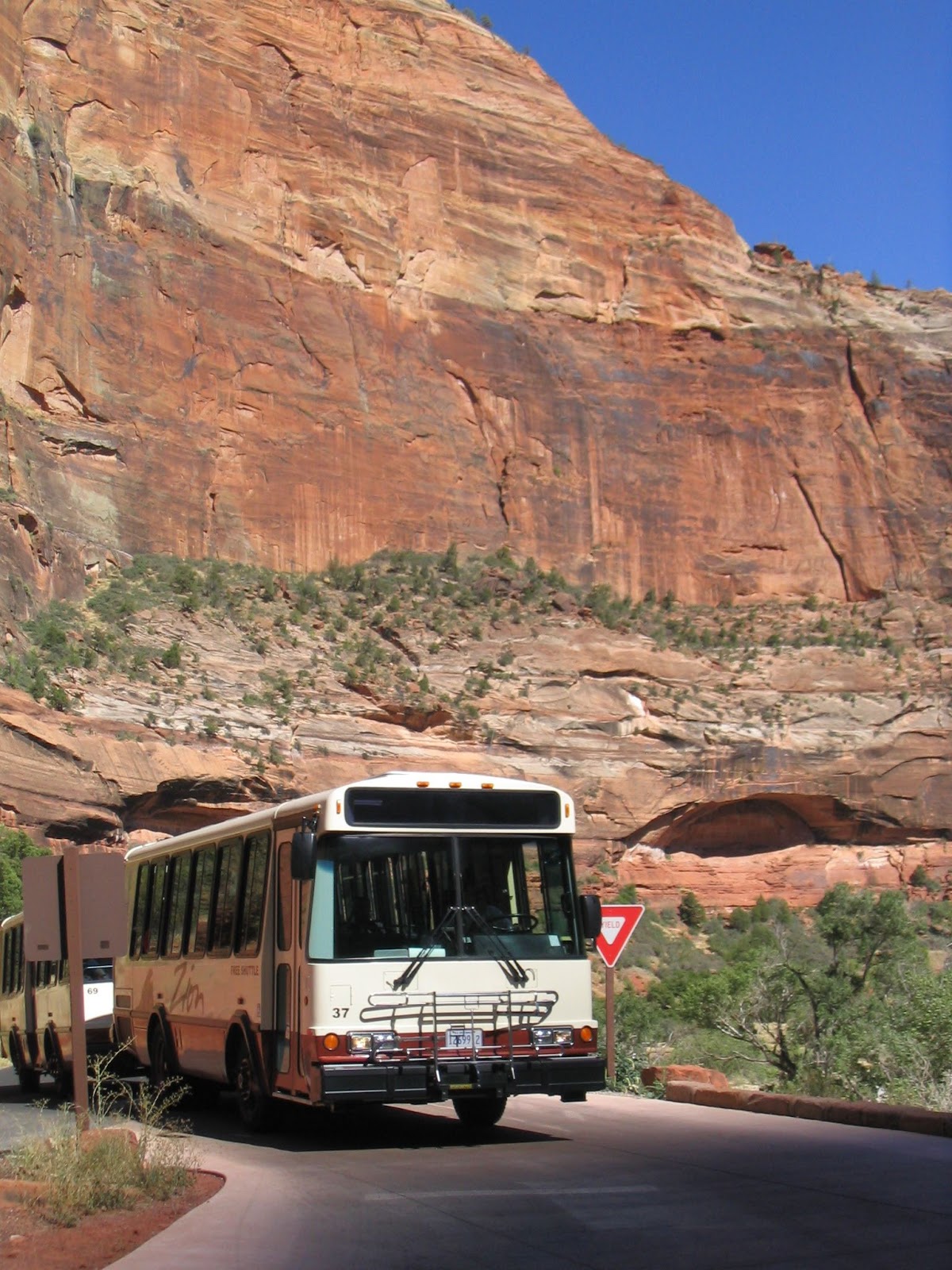 세쿼이아(Sequoia) - 나무 지름 11m : 네이버 블로그