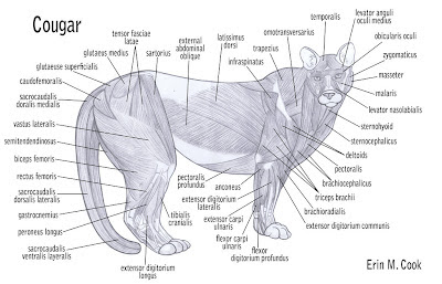 Bio Geo Nerd: Puma concolor