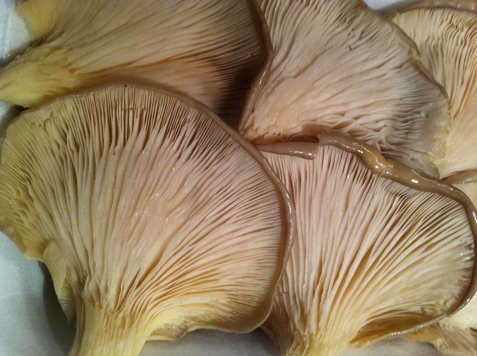 Las recetas de Pili y Juan: Setas a la plancha