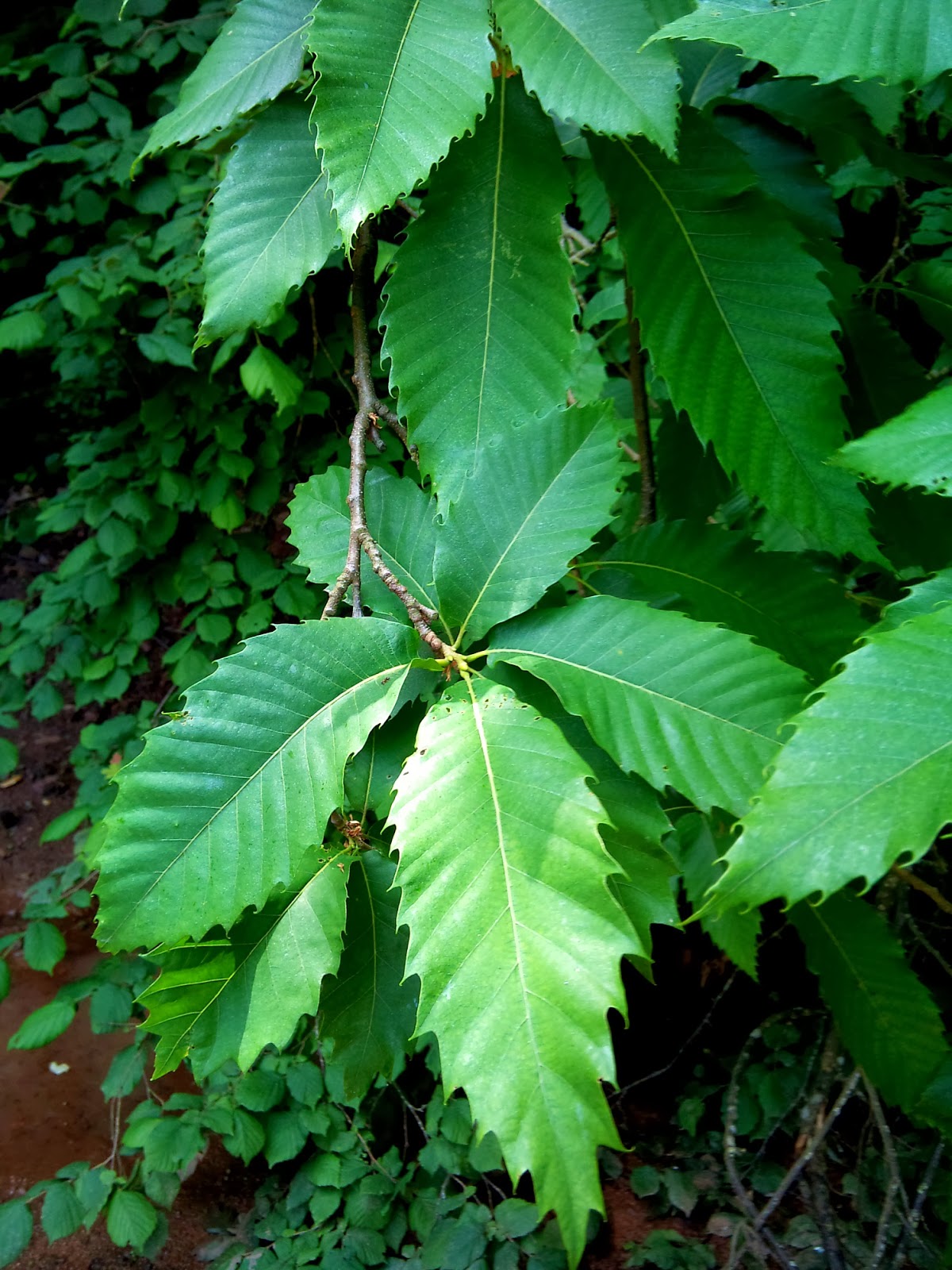 Árboles con alma: Castaño. Castanyer. (Castanea sativa)
