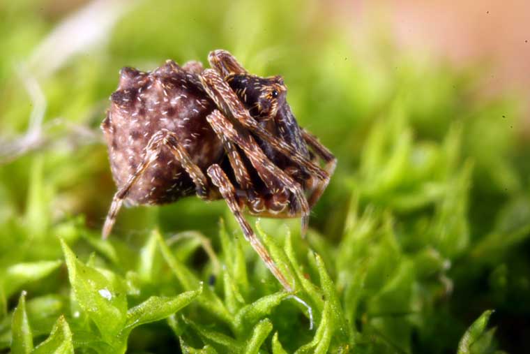 Info-Junction Blog: Pelican Spiders ( Assassin Spider)