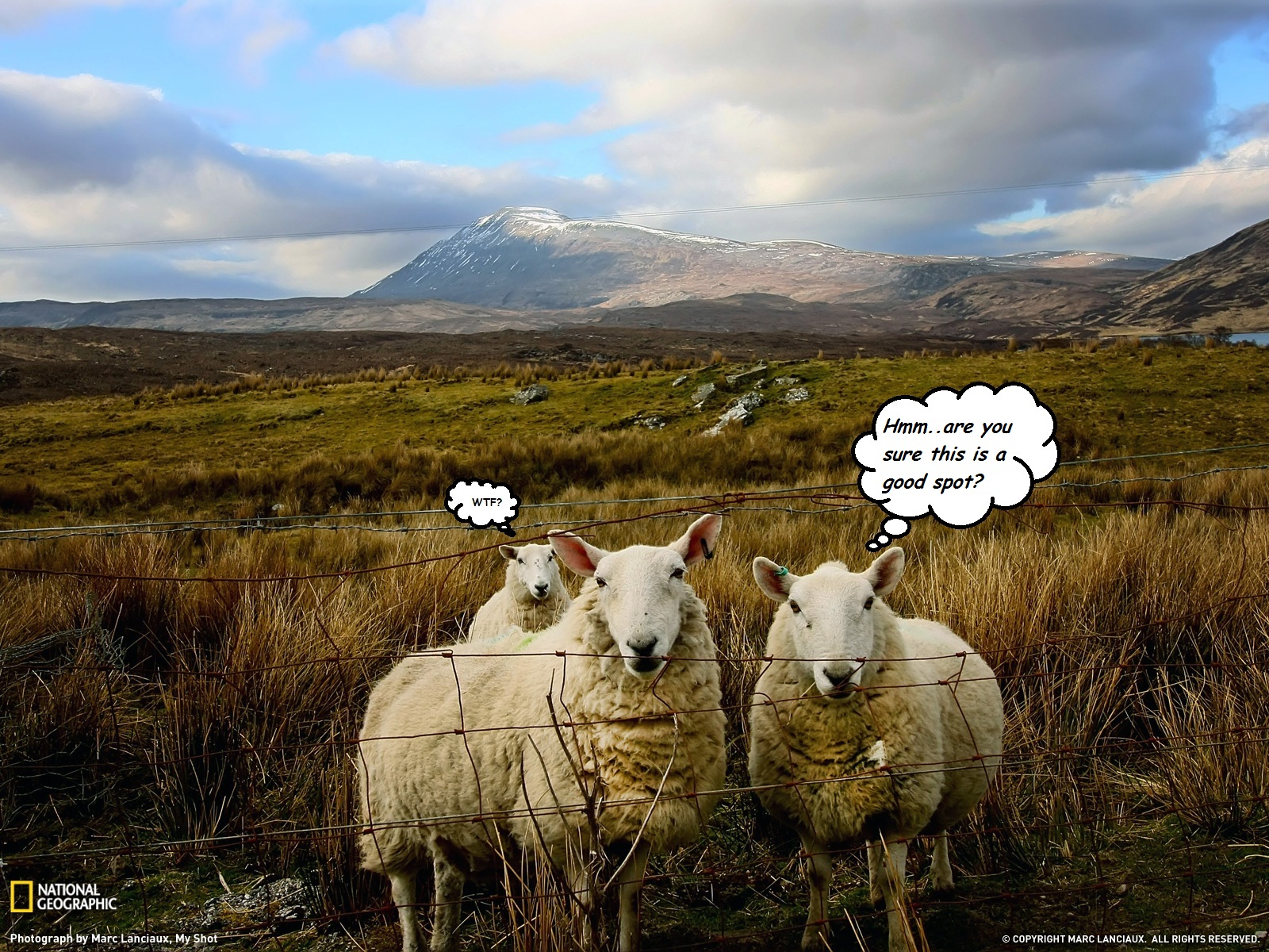 Ziyang's Space: Sheep Joke