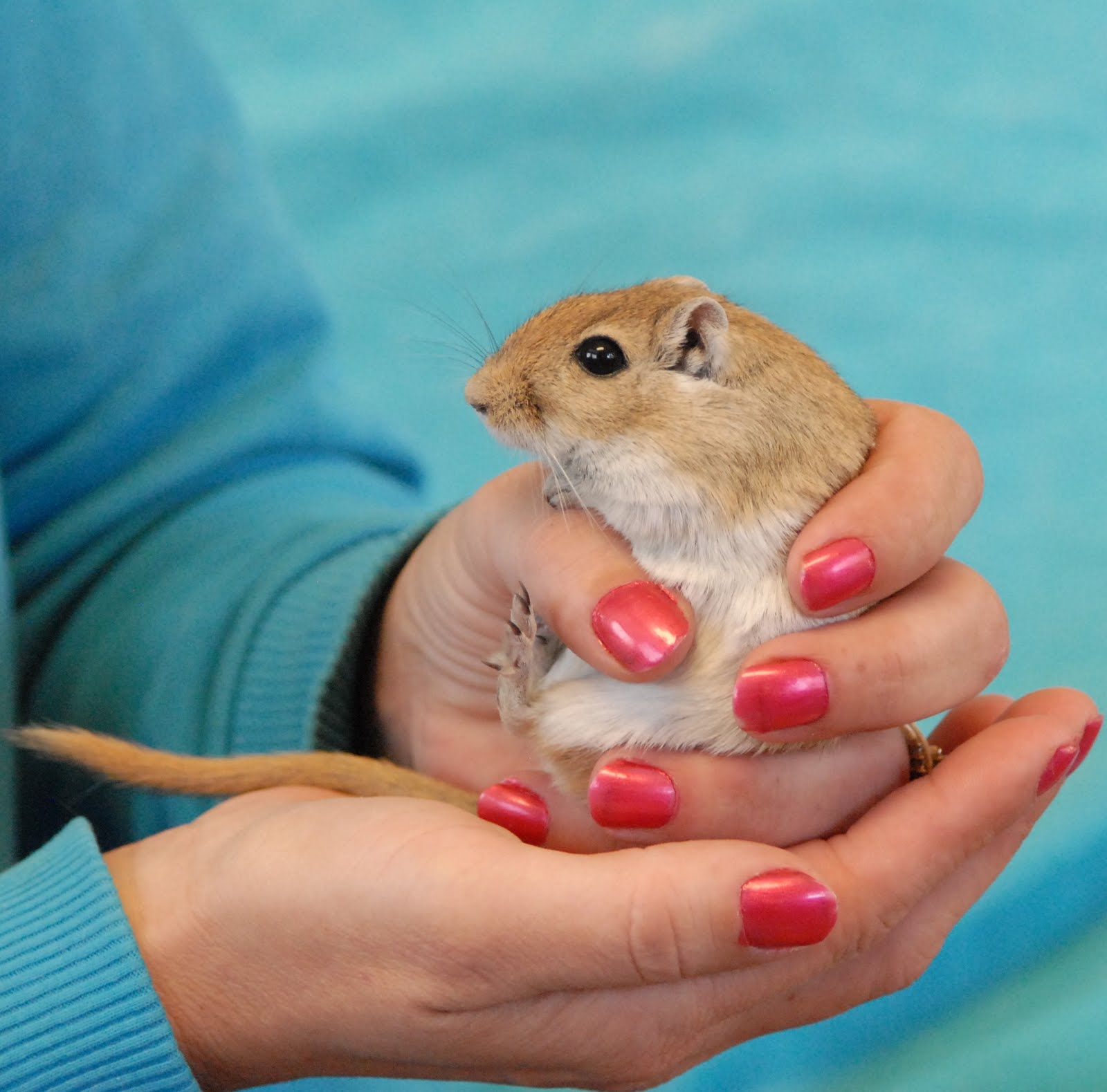 Four adorable gerbils ready to become superstars in loving homes.