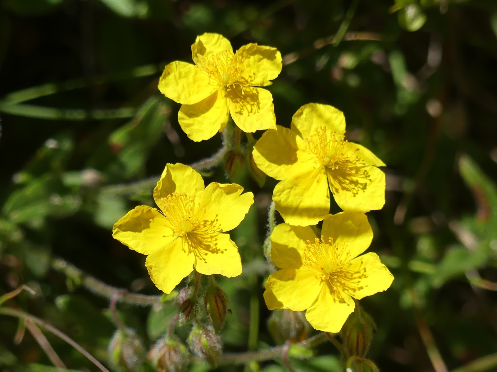 The Outdoor Traditionalist : A Pictorial View of Switzerland's Flora