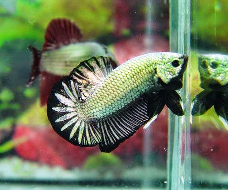 BETTA FISH photos - wallpapers (ανανεωμένο) | the fun bank