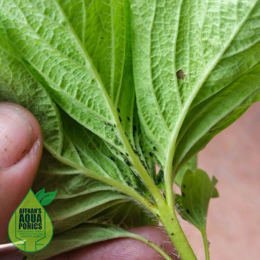 Affnan's Aquaponics: Kutu Daun - Aphid