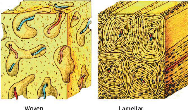 Kemik Doku Histolojisine Giriş No. 2