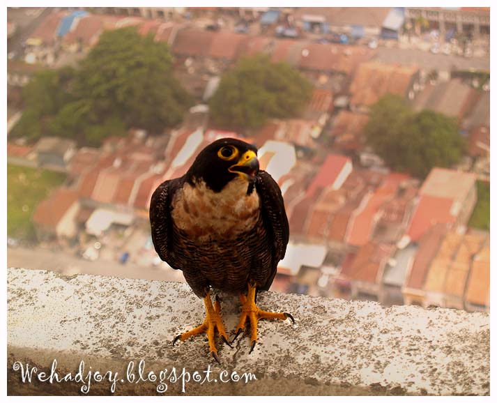 wehadjoy: Kisah Sang Helang dan MLM