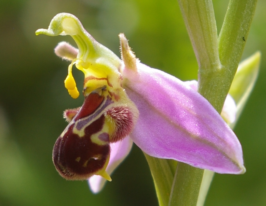 John Grimshaw's Garden Diary: Bee Orchids
