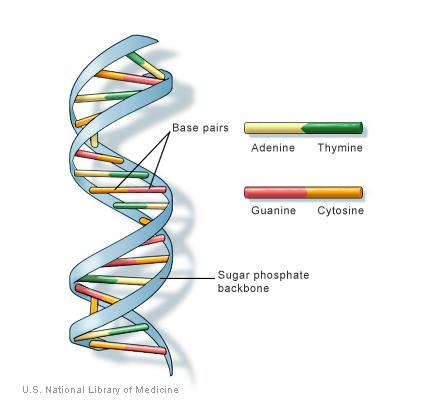 Quantum Gazette: Information and entanglement in DNA