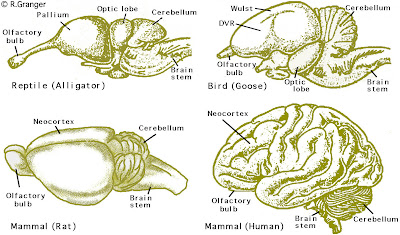 Galileo Feynman: Comparative Brain Anatomy in Different Animals -- Some ...