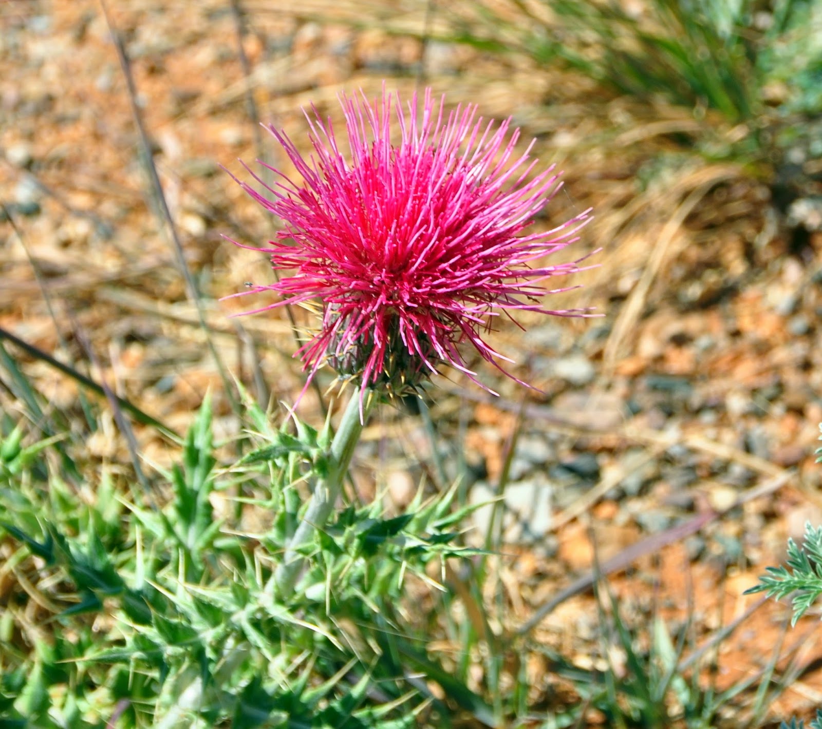 Tearoom Journal: THE CHIHUAHUAN DESERT
