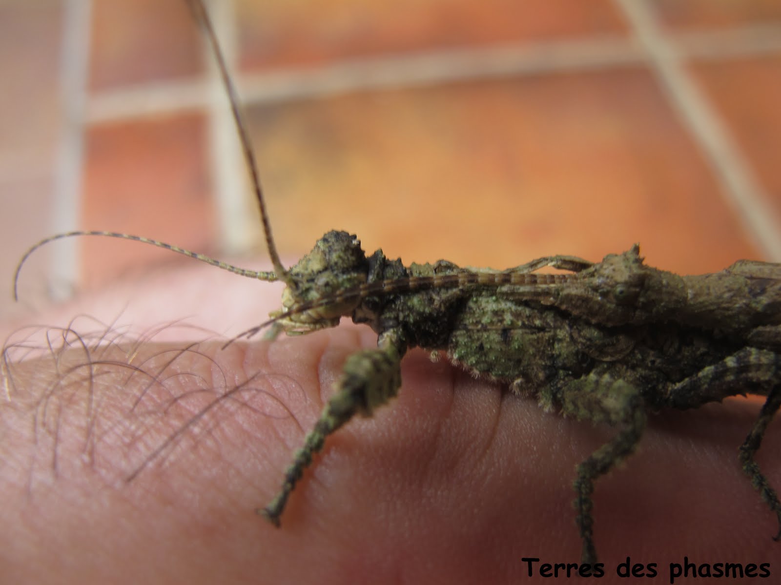 Terres des phasmes: Melophasma antillarum