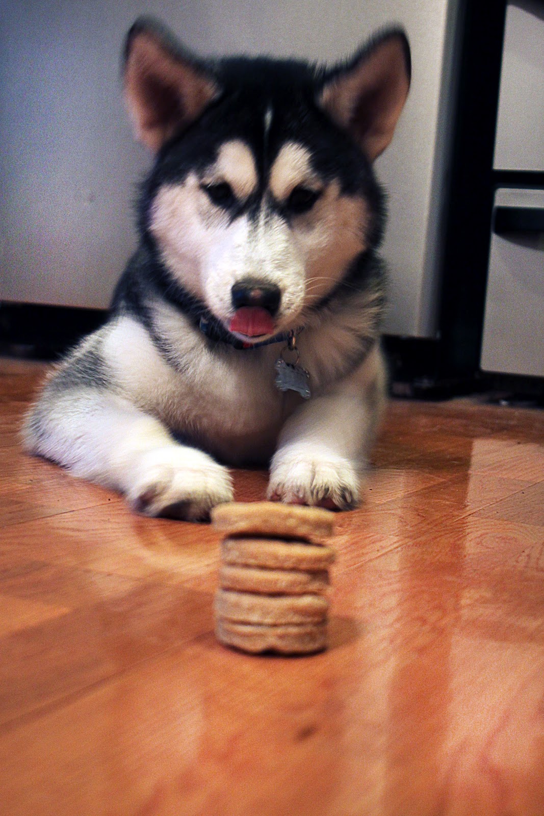 Ingredients of a 20something: Nutter Butter Rice Krispie treats, KU ...