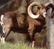 VIDEOS DE CAZA: Video de la Caza del Muflón