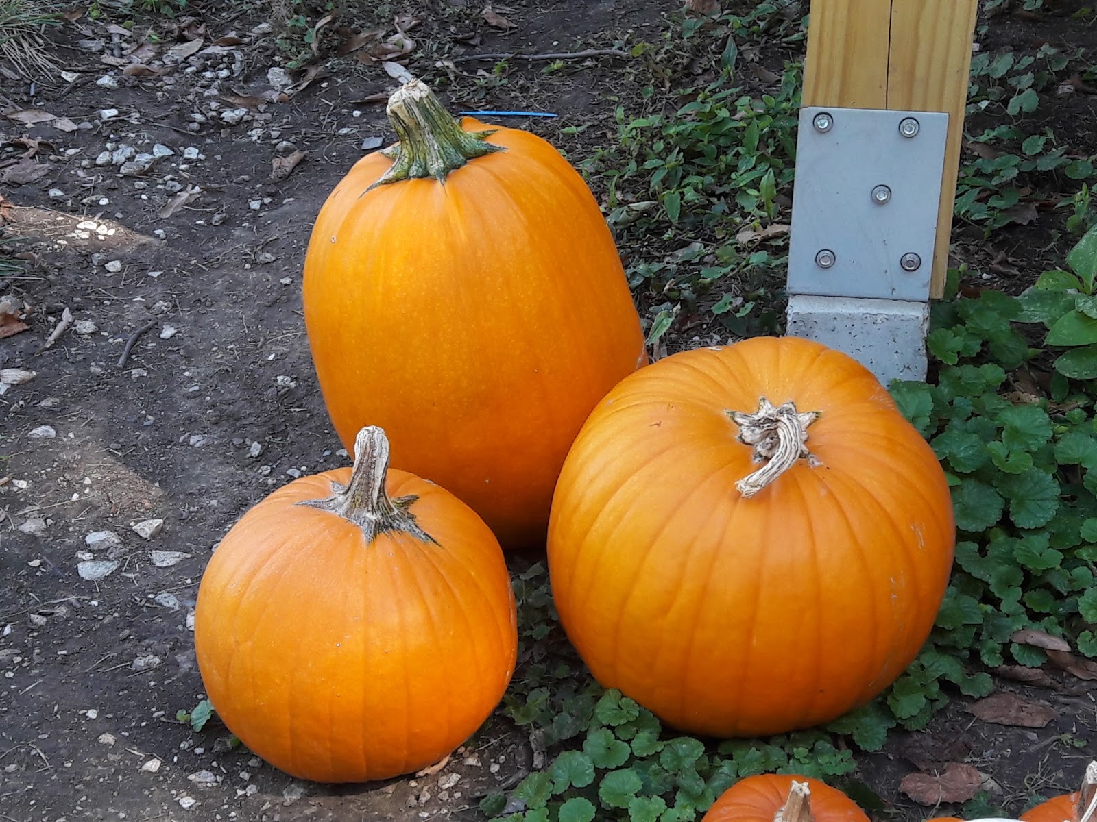 Country Dreaming: Time for Pumpkins