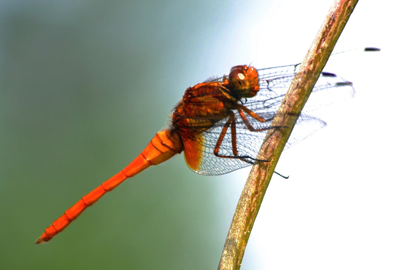 Same Branches, Different Dragonfly