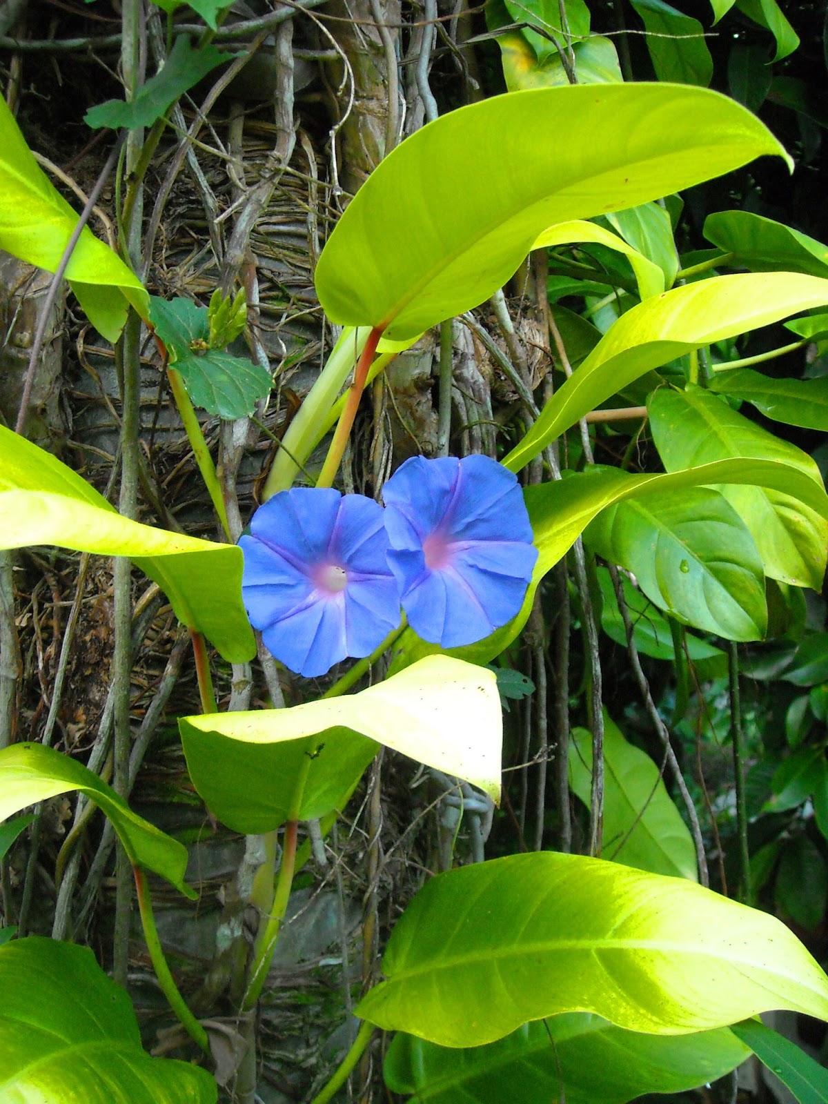 Bunga Seri Pagi (Asagao)