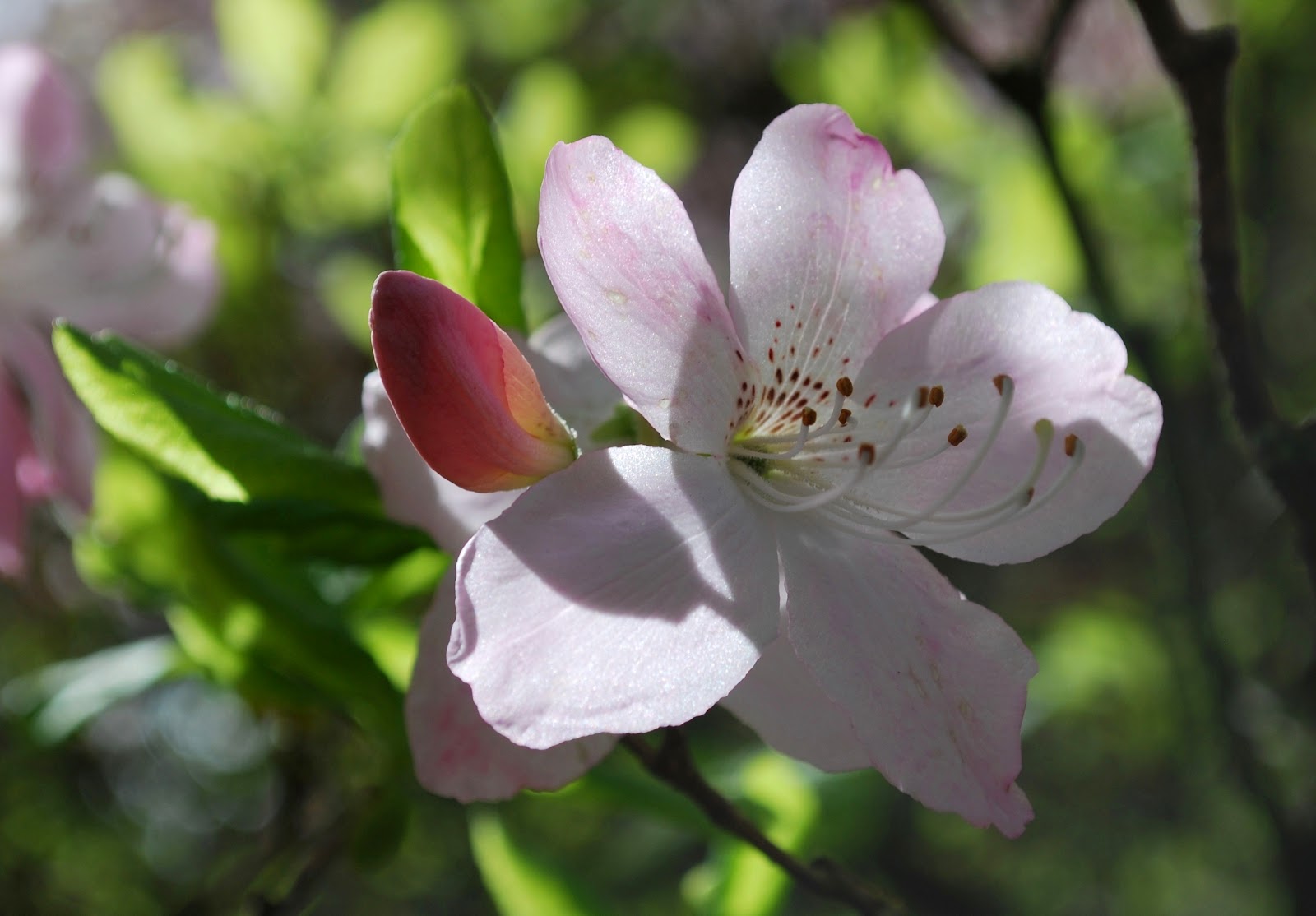 The Intercontinental Gardener: The Royal Azaleas from Korea are out...
