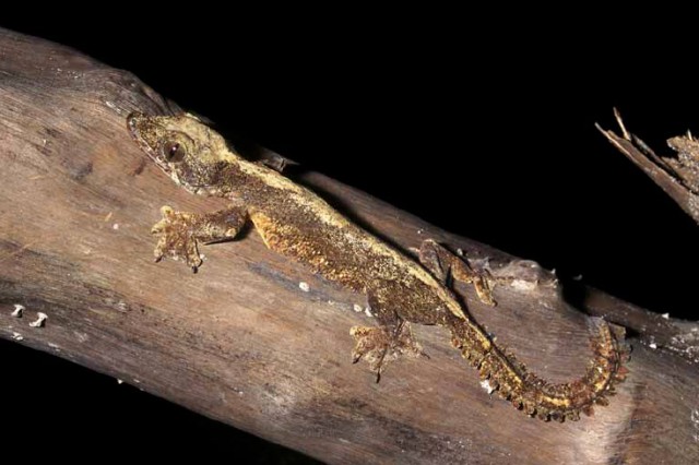 Species New to Science: [Herpetology • 2009] Ptychozoon nicobarensis ...