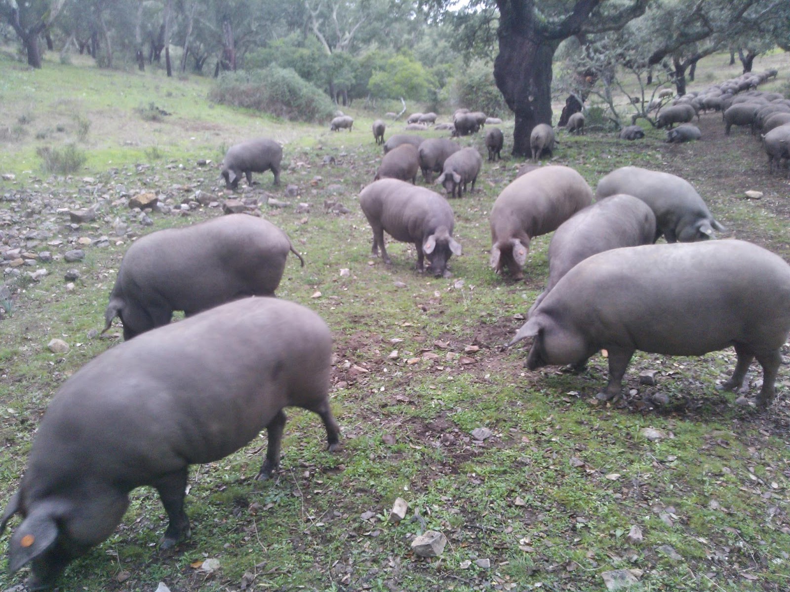 La Naturaleza: CERDO IBÉRICO PURO.