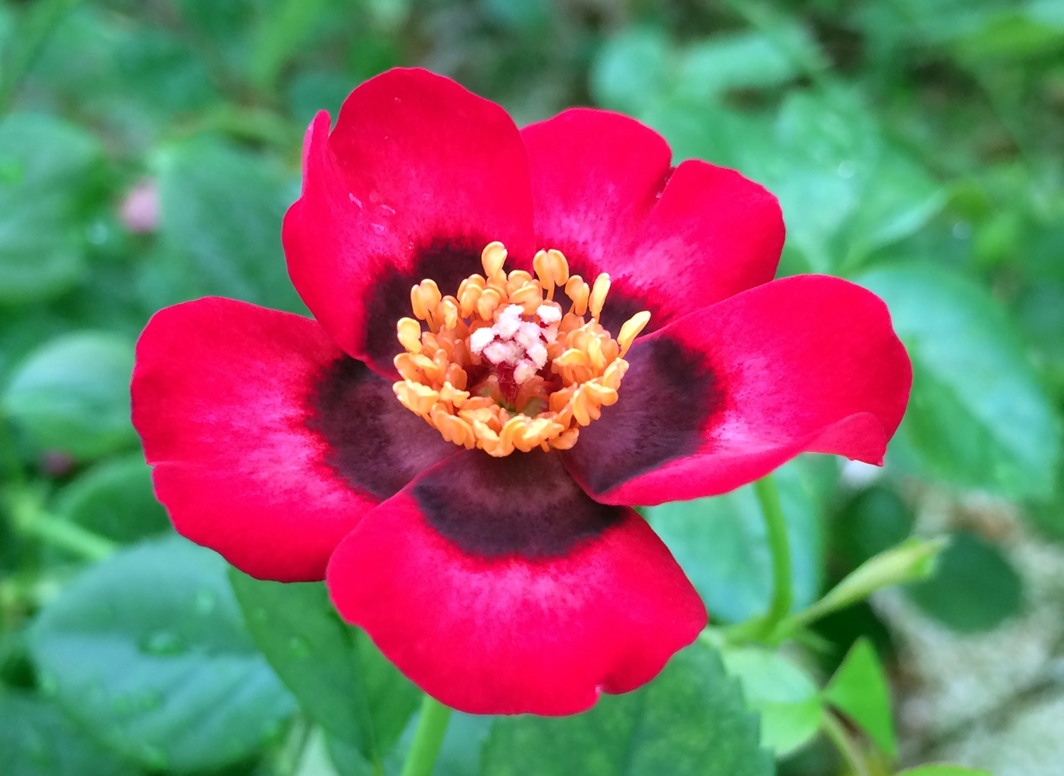 Rose Hybridizing: October 2015