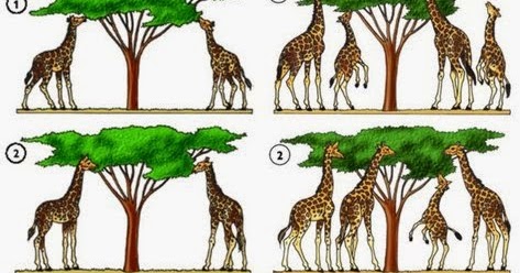 Transformismo: Lamarck y Darwin